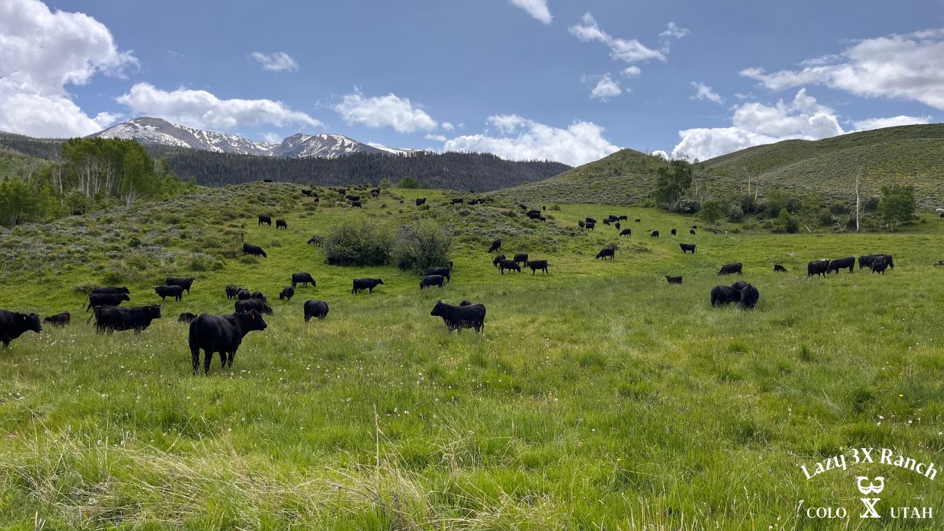 Lazy 3X Ranch